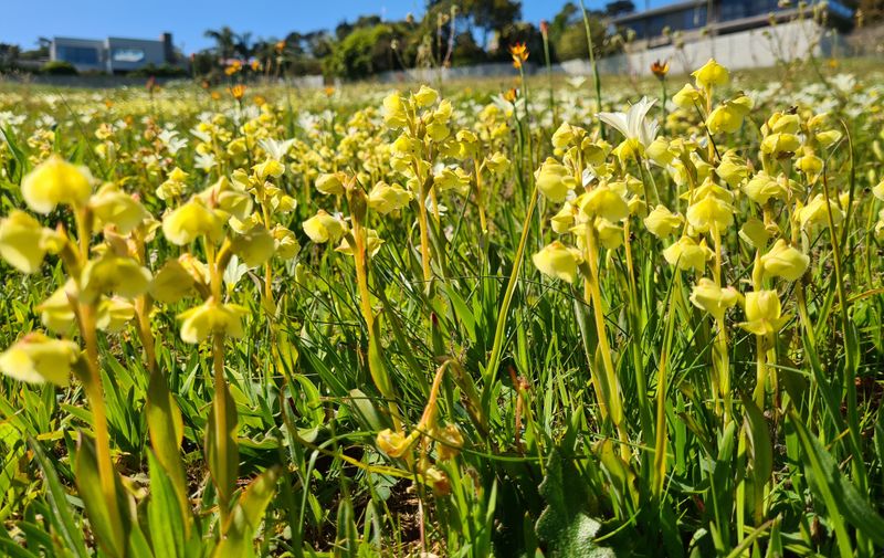 Cape Town allowing wildflowers to bloom in city parks vital for ...