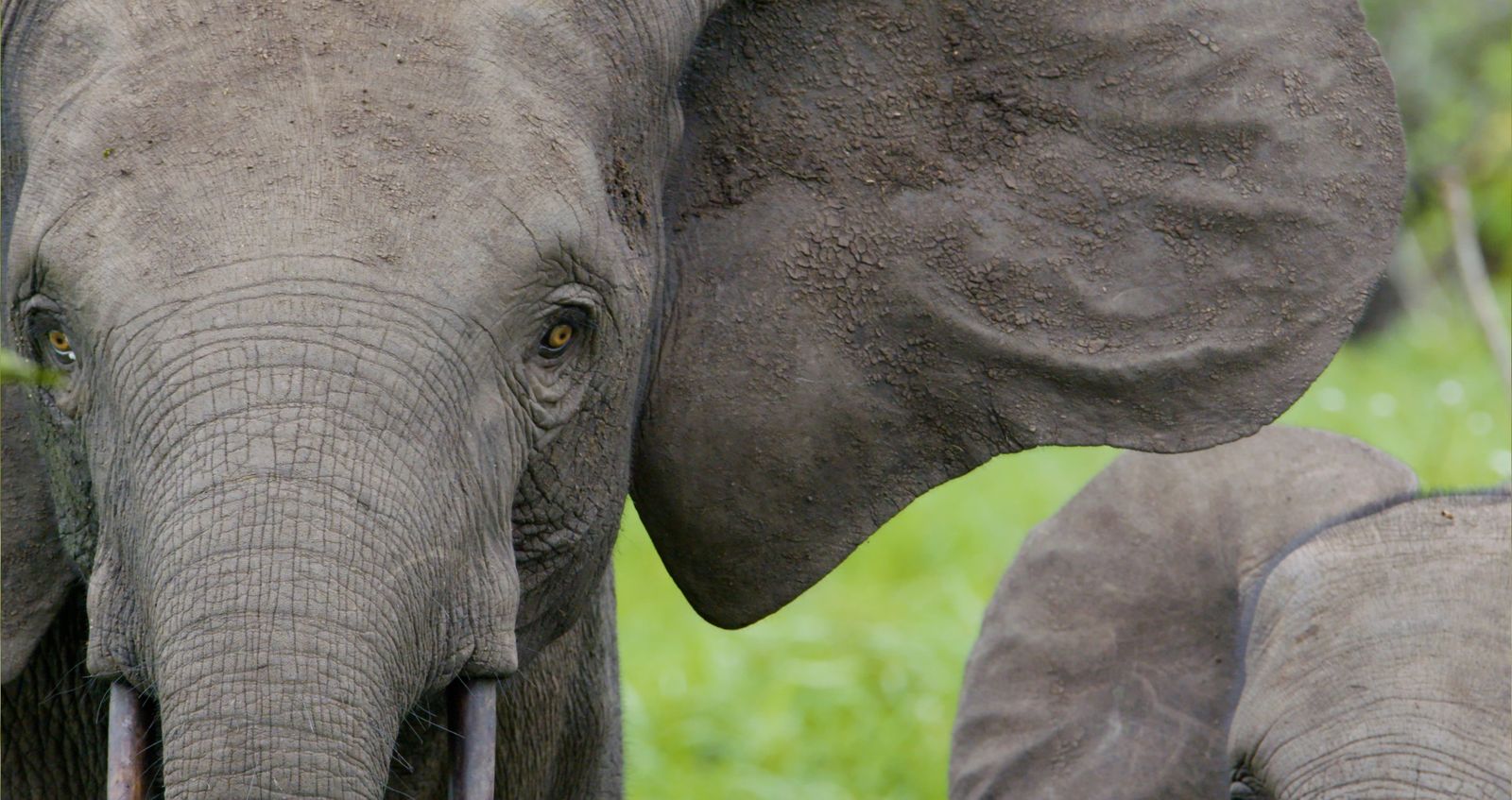 Better data, same emergency — the forest elephant crisis continues