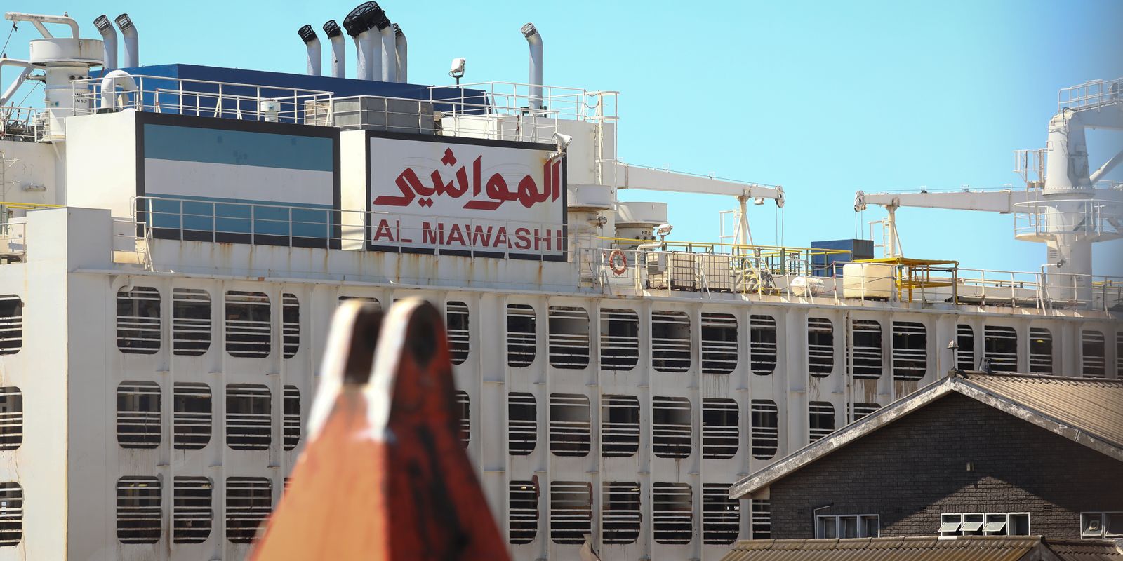 Al Kuwait: Why authorities could not seize distressed cattle