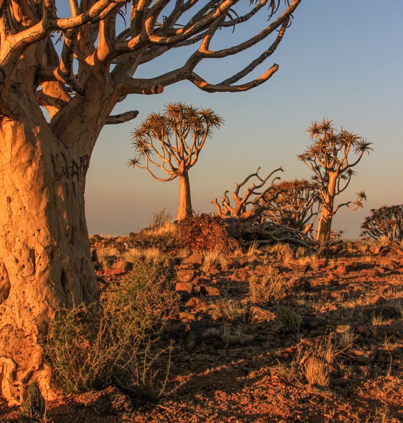 Quiver trees of the Karoo: Golden sculptures rooted in rich history
