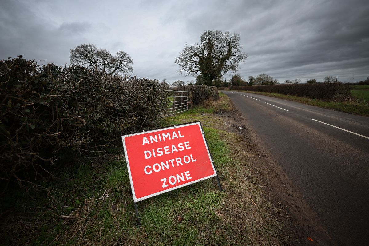 Israel reports bird flu outbreak on farm in north, WOAH says