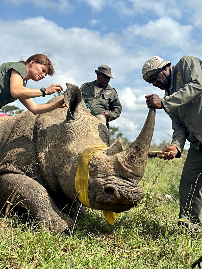 Poachers butcher 20 dehorned rhinos in KZN game park