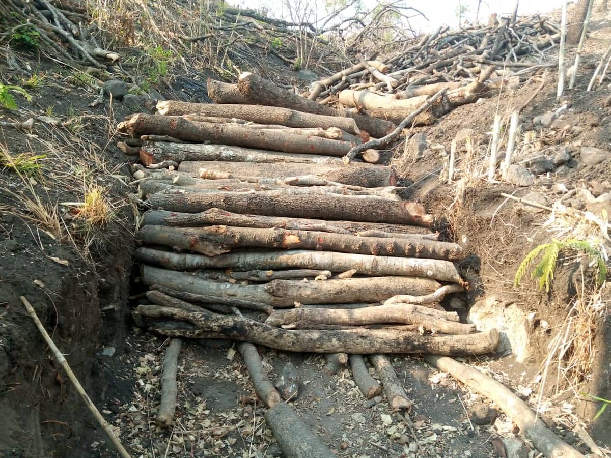 Malawi’s Michiru Forest Reserve is being stripped to extinction