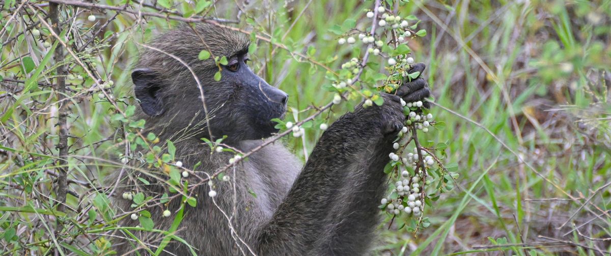 Killing is not mitigation: Ethics of baboon management on Cape Peninsula