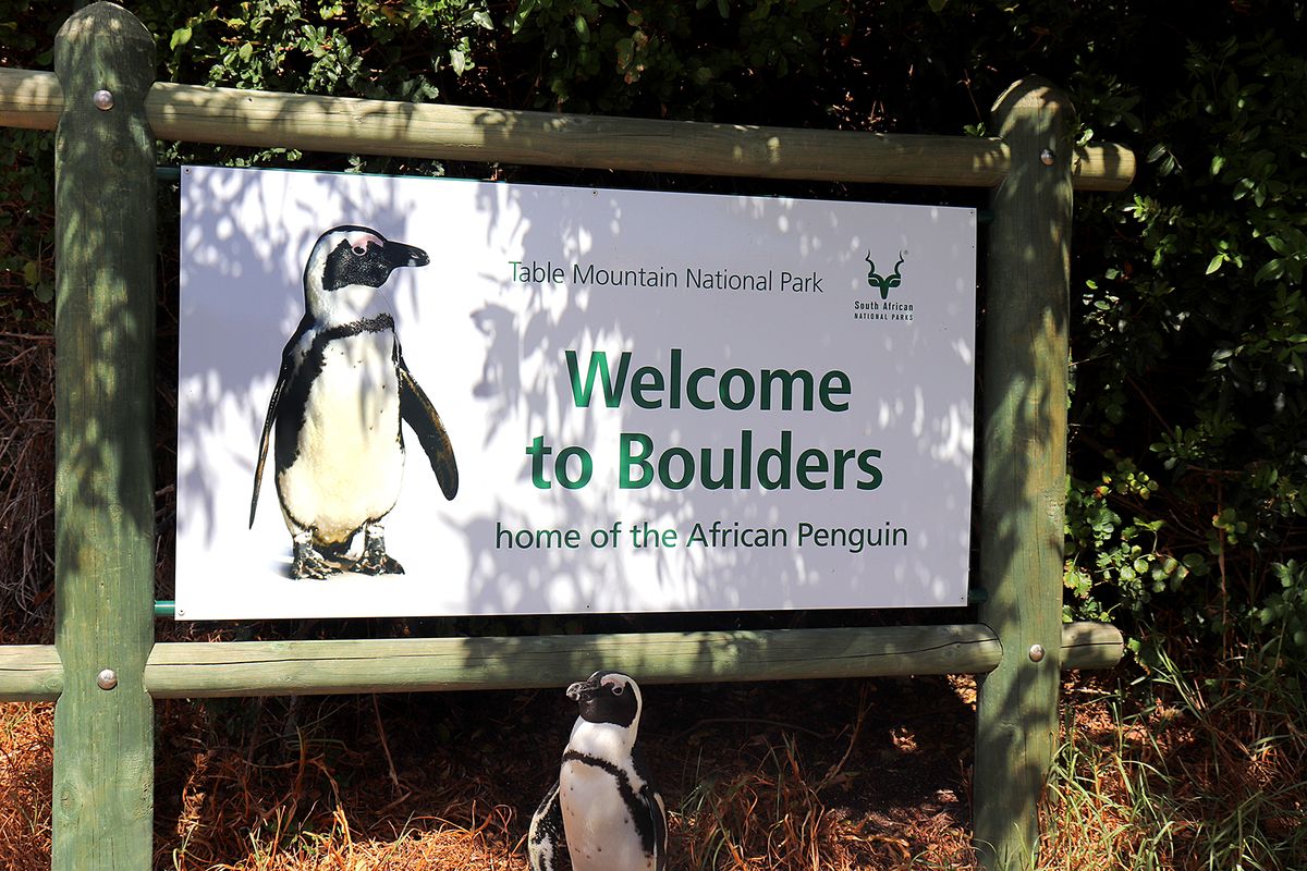 African penguin: Battle to save species from extinction