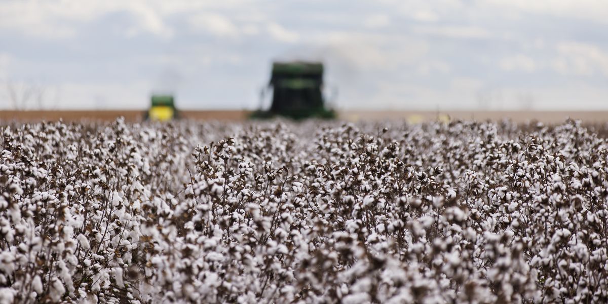 Cotton bounty – Retailer’s project is a win for emerging farmers ...