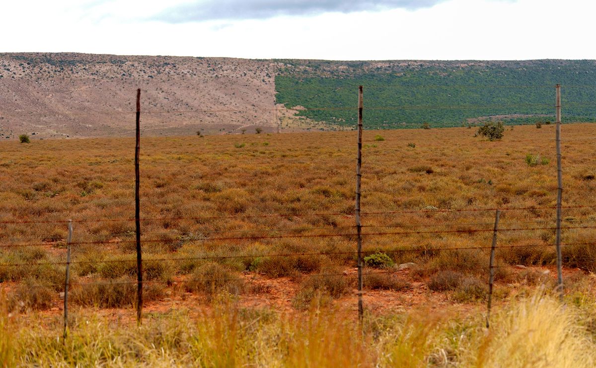 SA’s award-winning thicket project on track to create 100,000 jobs and ...