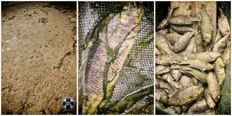 Feeding dead fish – government-funded aquaculture project implodes