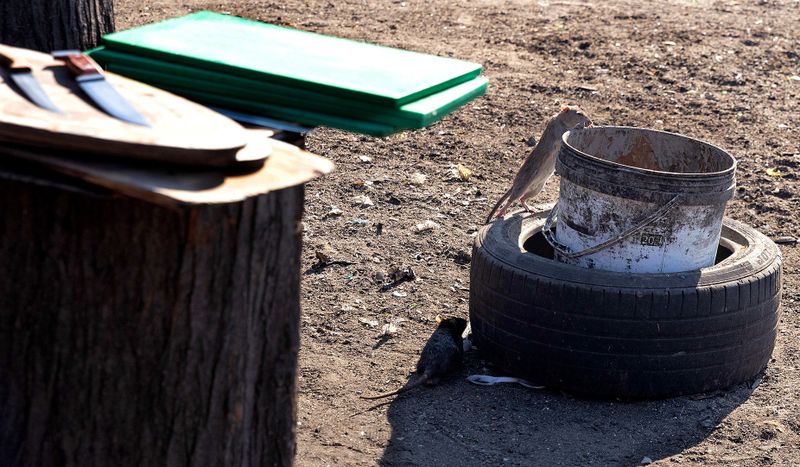 Contentious traps, a human food addiction and the ‘daddy’ factor — why ...