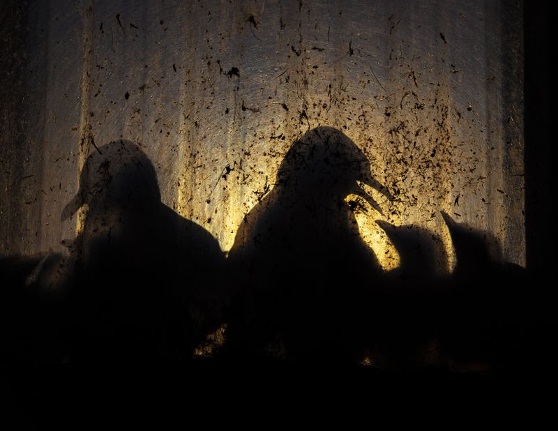 Capturing nature’s disappearing fierce beauty — wildlife photos of the year