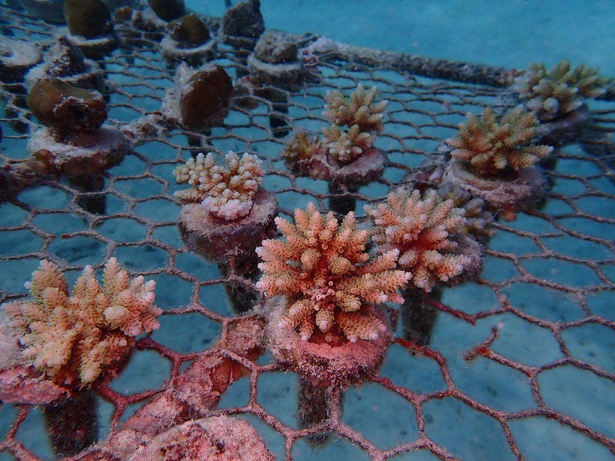 Saving coral – SA team helps to restore Zanzibar’s degraded reefs