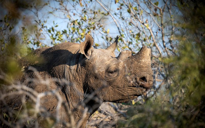 Dehorning rhinos helps – but it’s just buying time