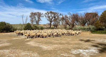 From farm to fork – Karoo lambs and sheep end up on plates around the world