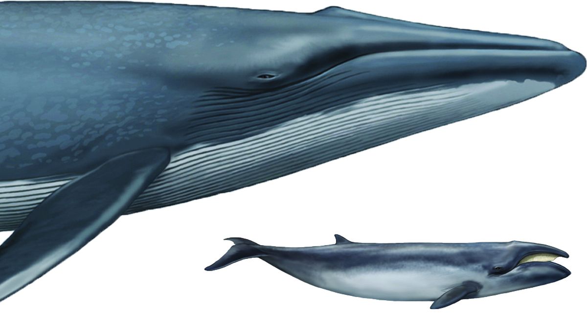 The true origins of the pygmy right whale