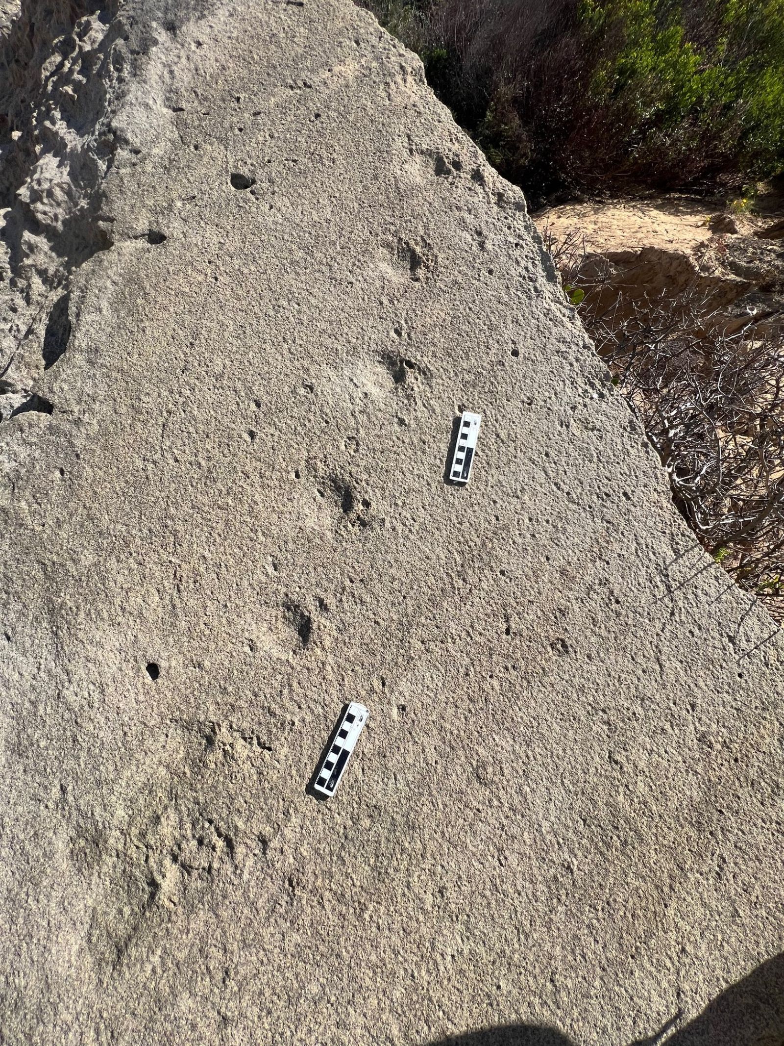 First fossil pangolin tracks discovered in South Africa