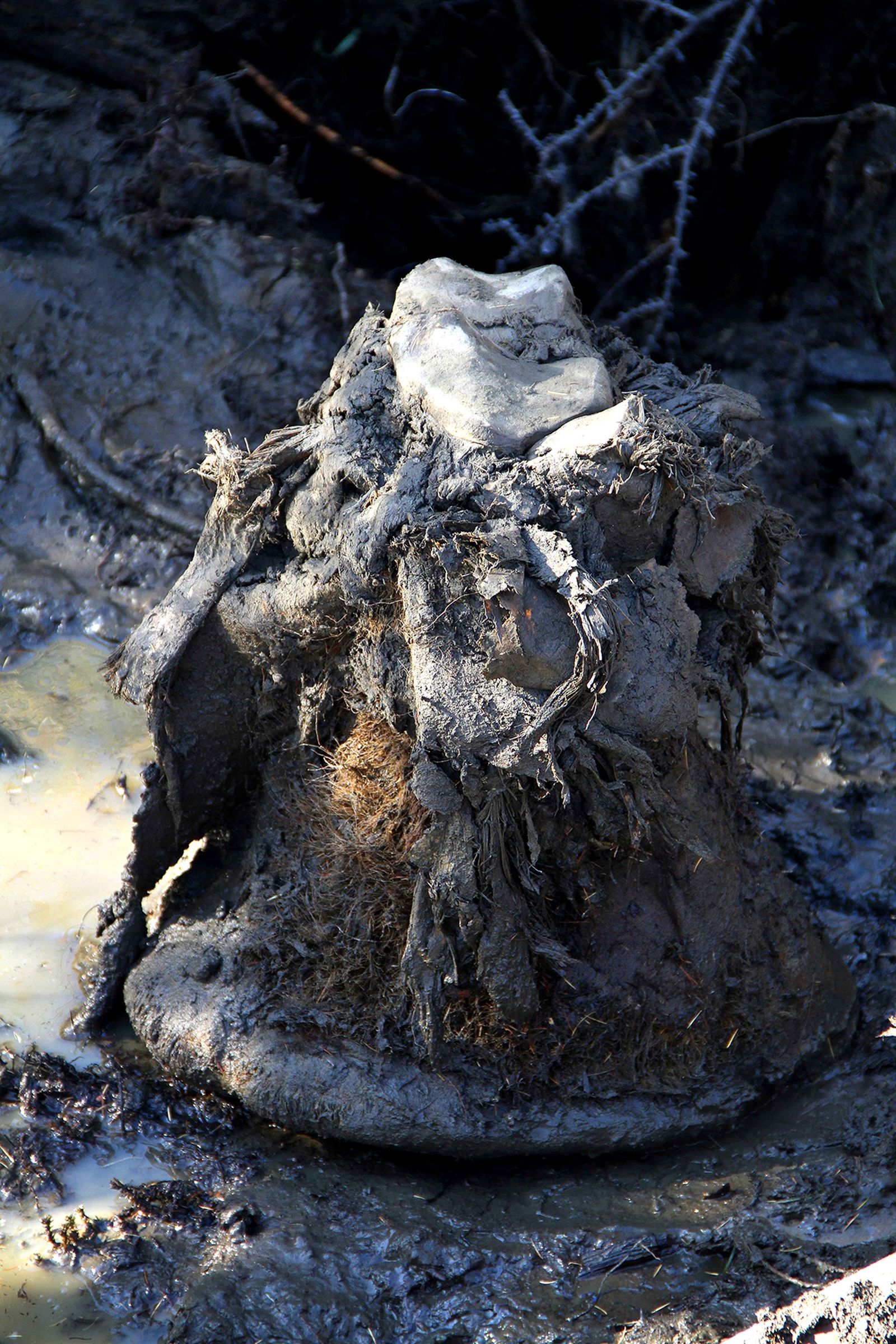 Mammoth task: Scientists build first 3D genome of extinct animal