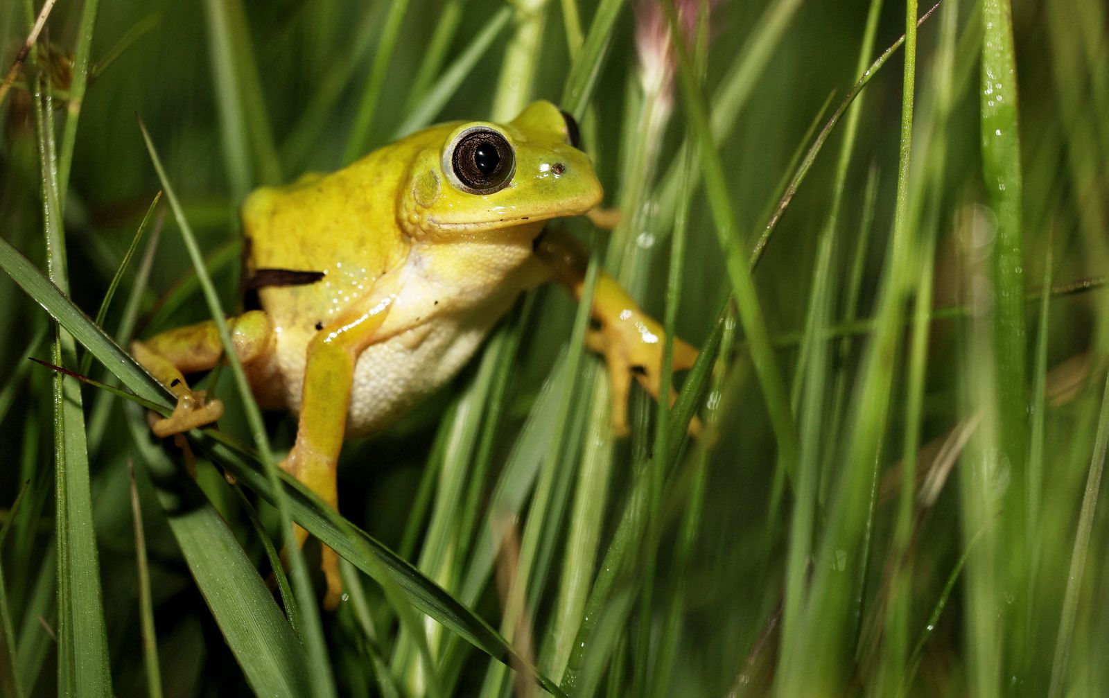 African scientists tune in to life: From frog songs to tiny paws