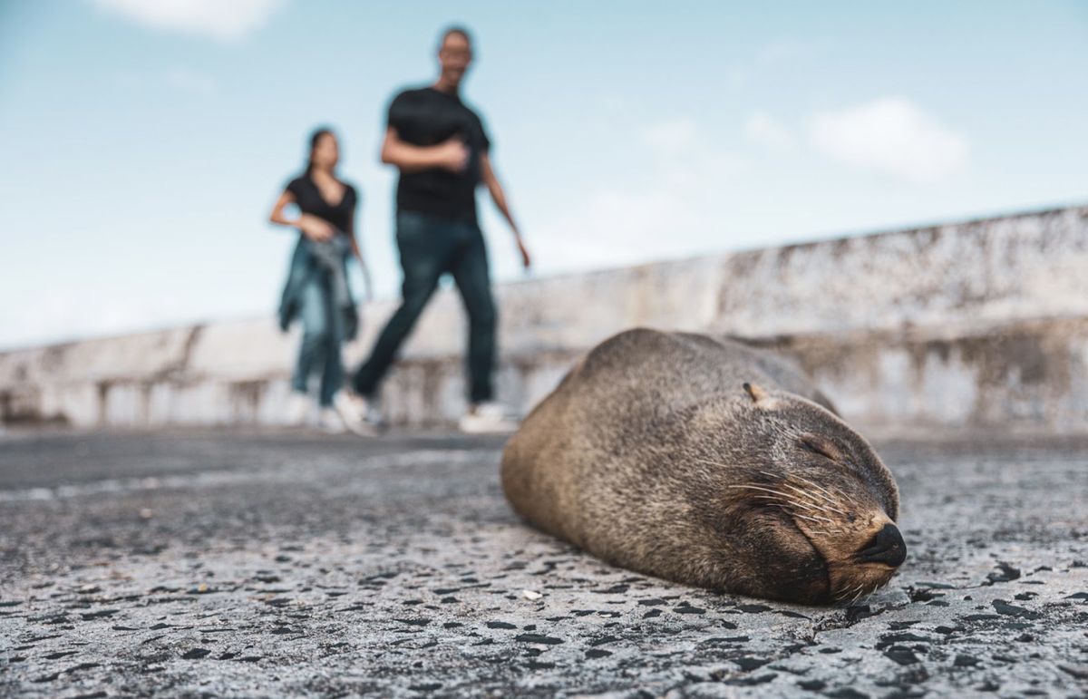 Rabies outbreak in Cape fur seals: navigating a new reality