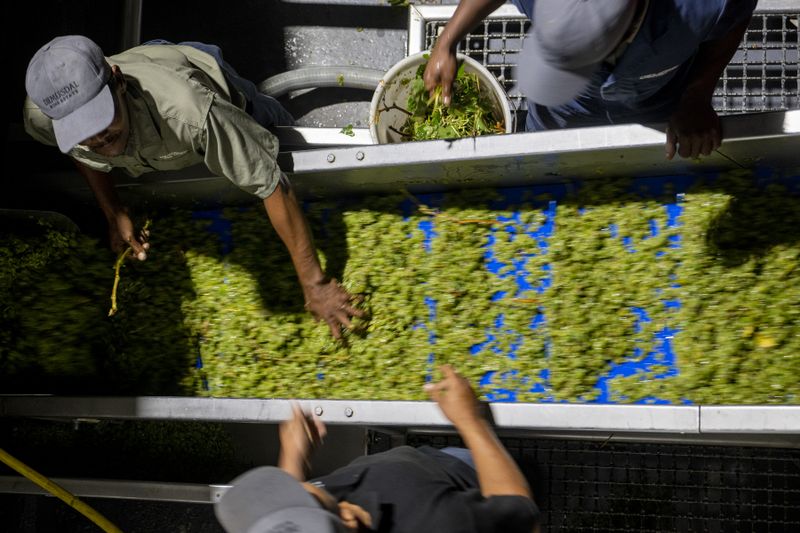 Vintage gold, tariff cold: SA wine’s perfect harvest meets Trump’s cold ...