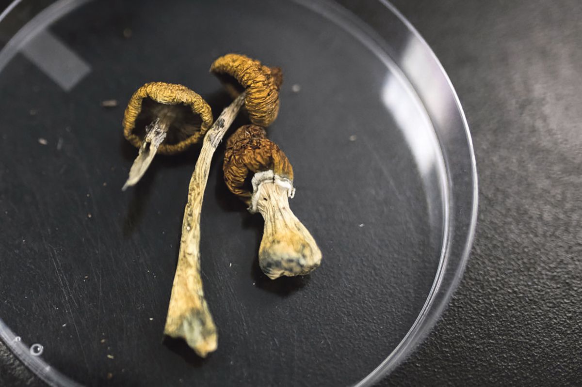 South African psychiatrists gear up to treat depression with psychedelics