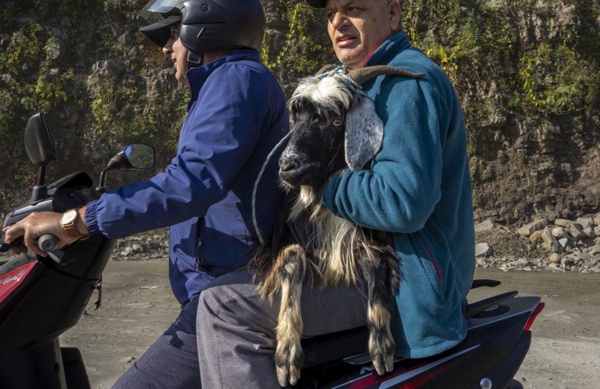 The journey of a mountain goat called 'Chyangra', and more from around ...