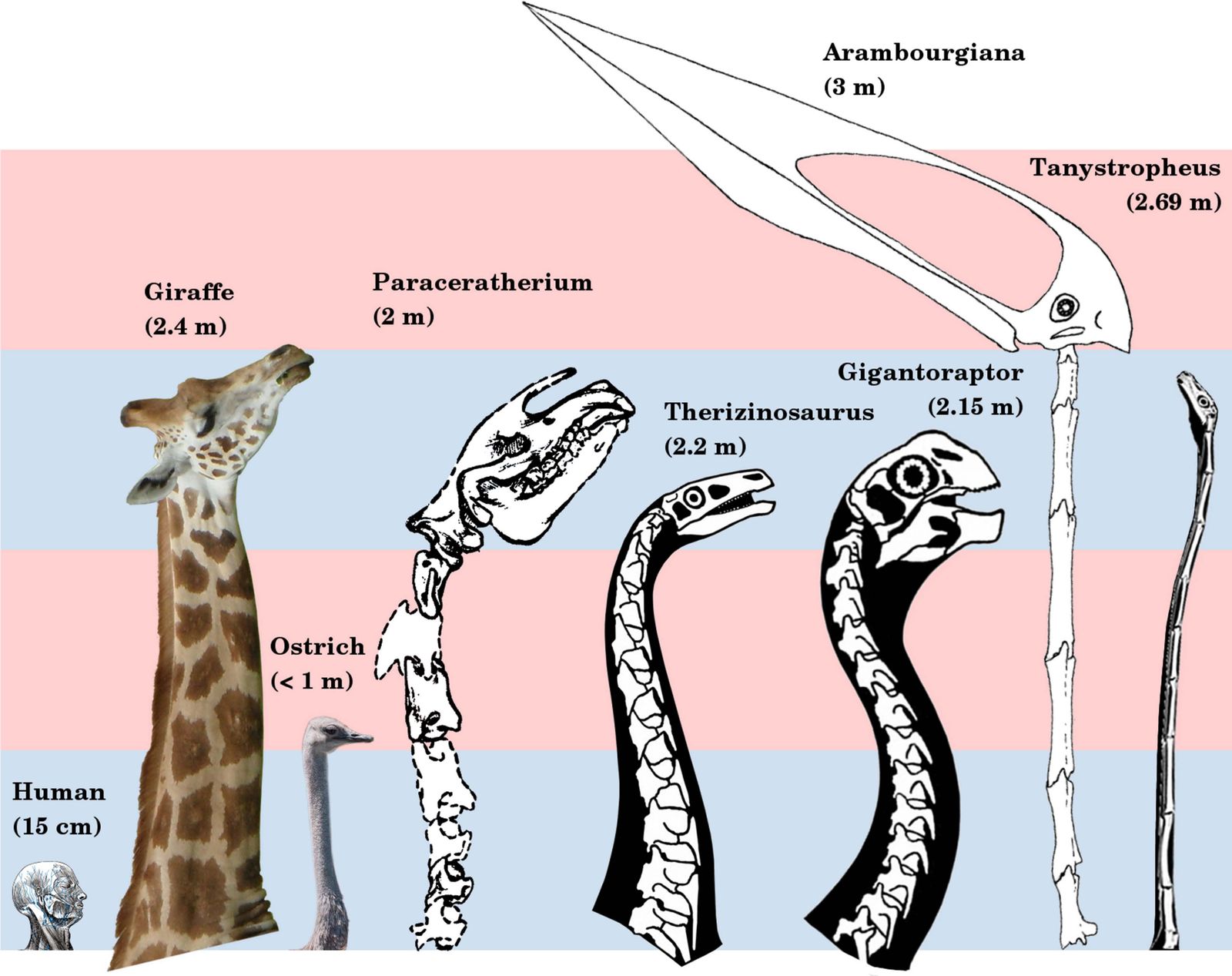 Why giraffes have short necks