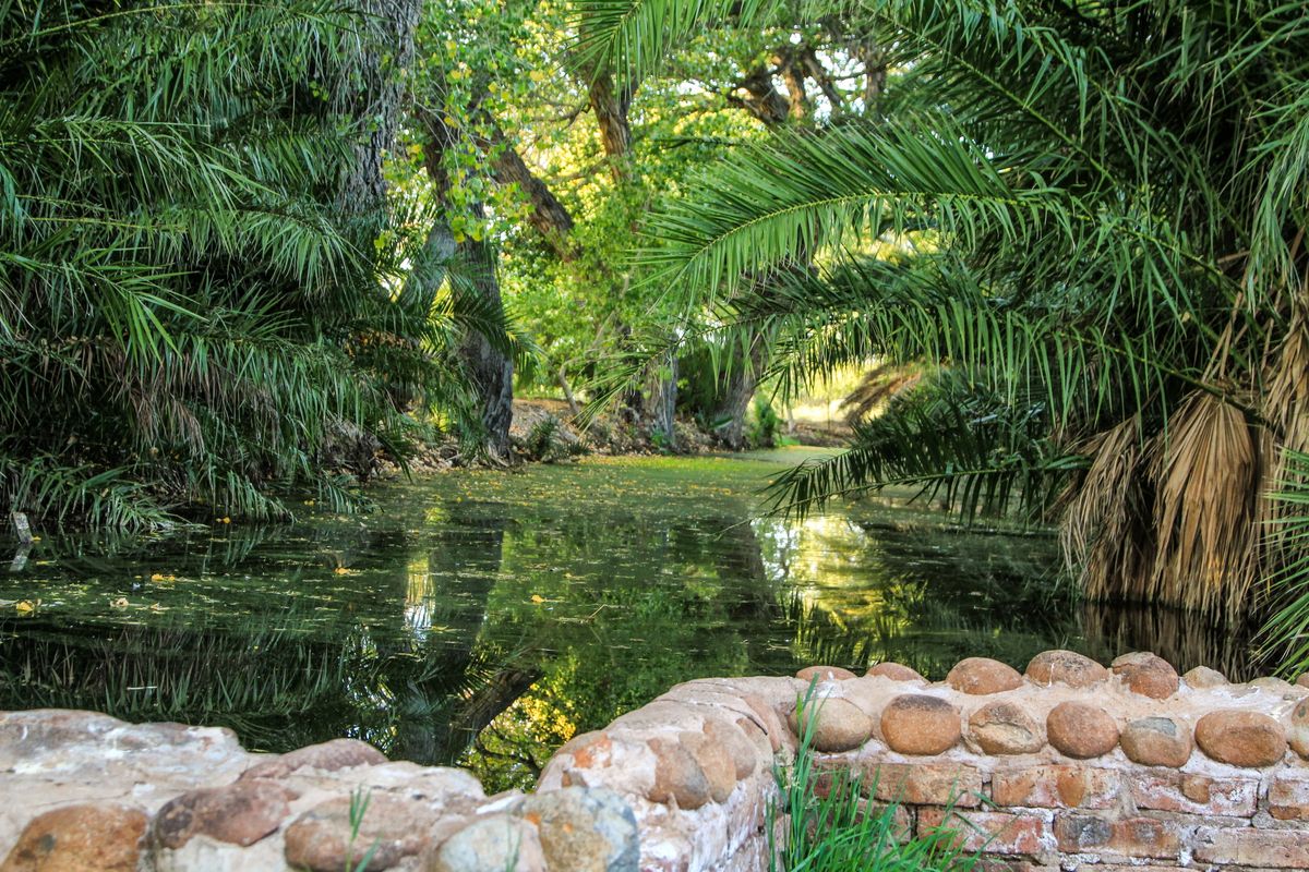 Vosburg – An Upper Karoo Tree-Proud Oasis in the Northern Cape