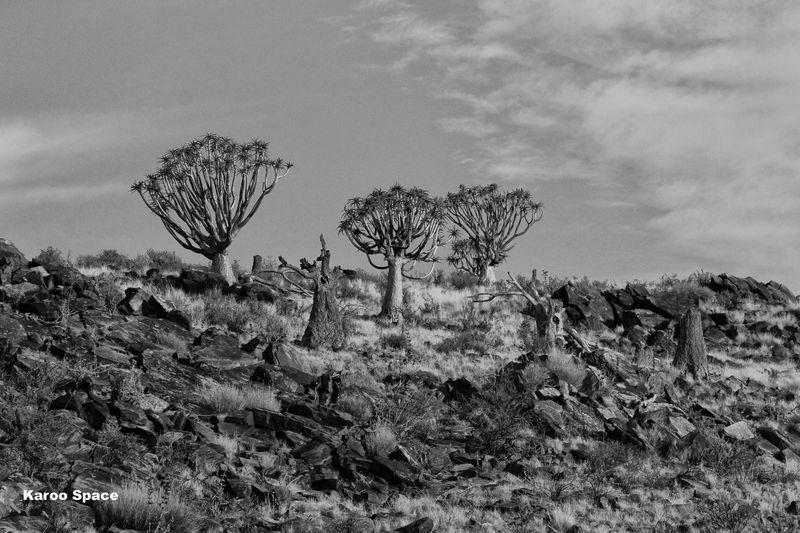 Quiver Trees – a succulent that would literally give an arm and a leg ...