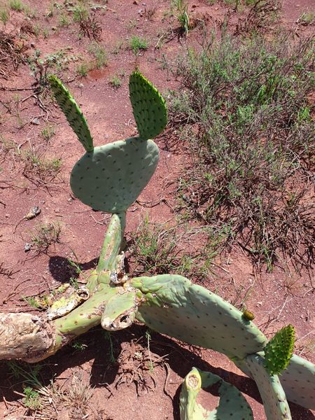 Prickly Pears: A seasonal treasure that’s worth the sting