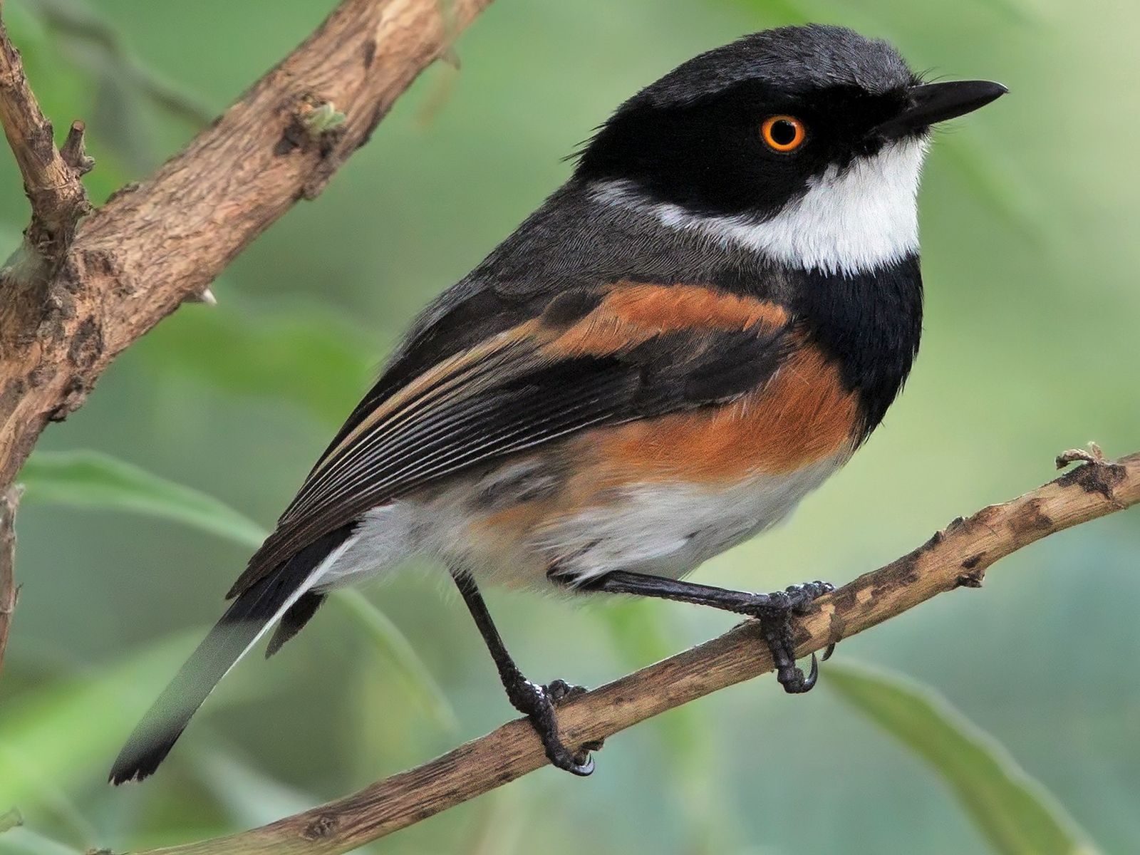%%page%% The flappening: A journey to discover Garden Route birds
