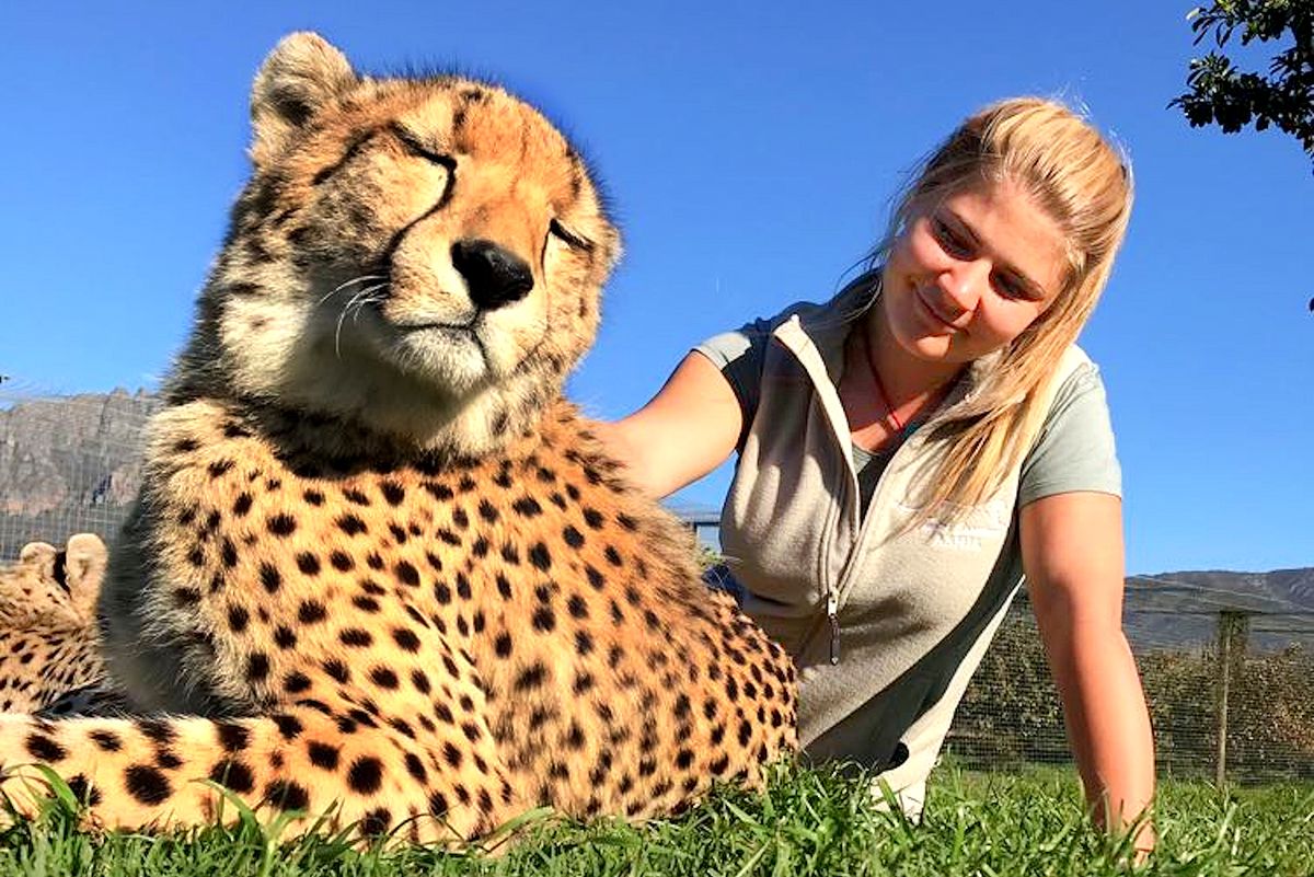 Study of cheetahs and leopards shows lead poisoning threatens wildlife ...