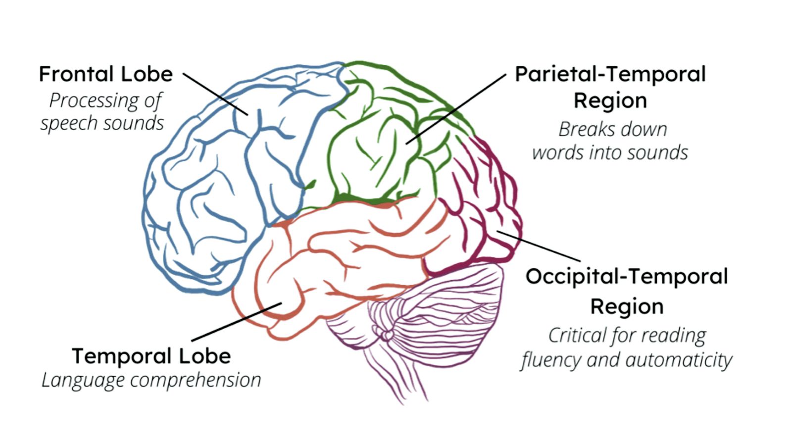 Reading vs listening: What neuroscience says