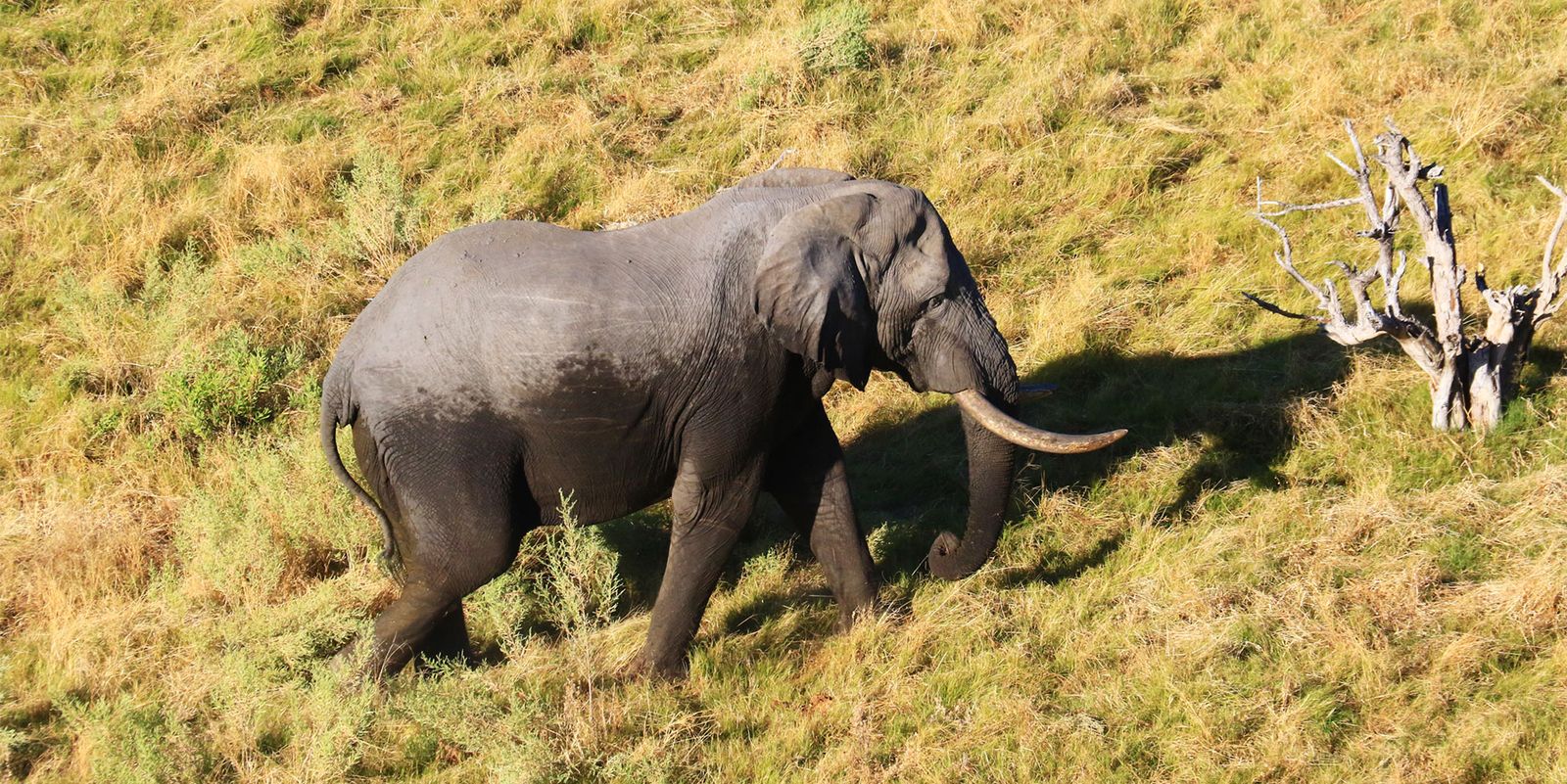 Unsustainable elephant hunting is a growing economic risk for Botswana ...