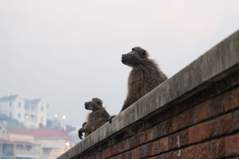 S Peninsula baboons: How not to manage urban wildlife conflicts