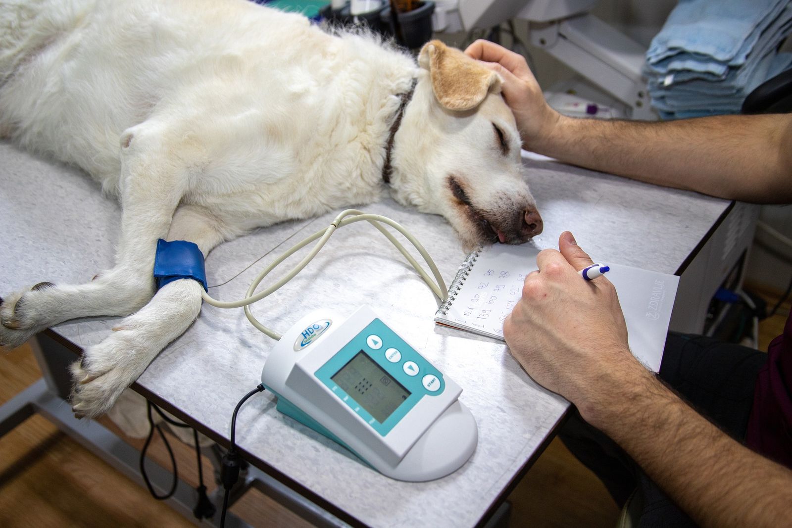 South African Veterinary Council elections in disarray, profession in ...