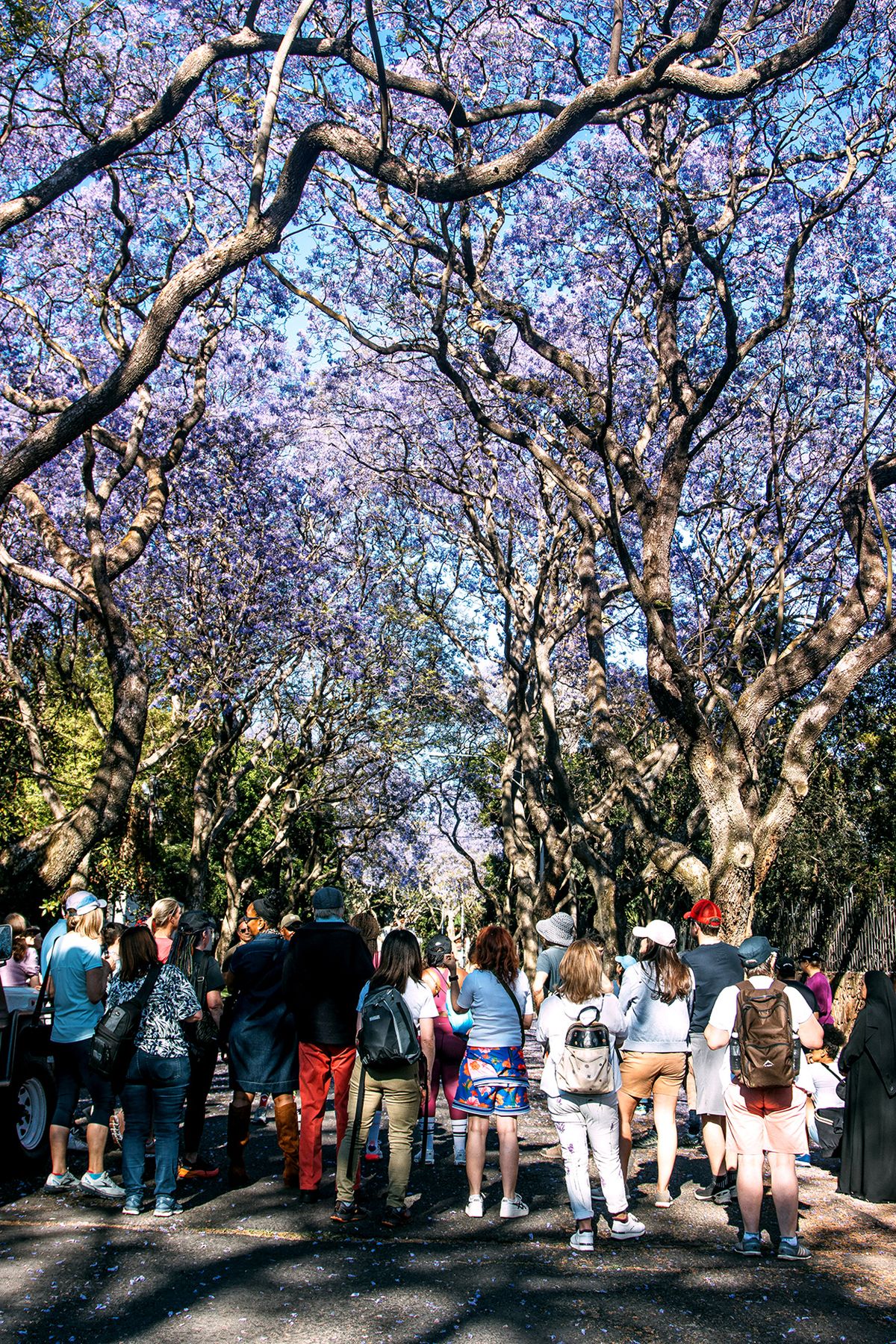 Jacaranda In Your Pocket is a month-long love letter to Joburg