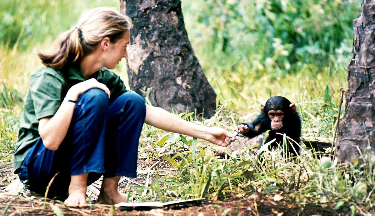 Photo Essay: The legacy of Jane Goodall, the world's expert on chimpanzees