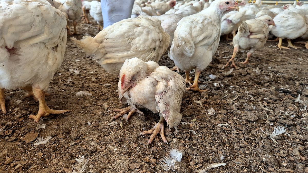 Daybreak Foods: Hunger, silence, bullets and betrayal at Delmas chicken ...