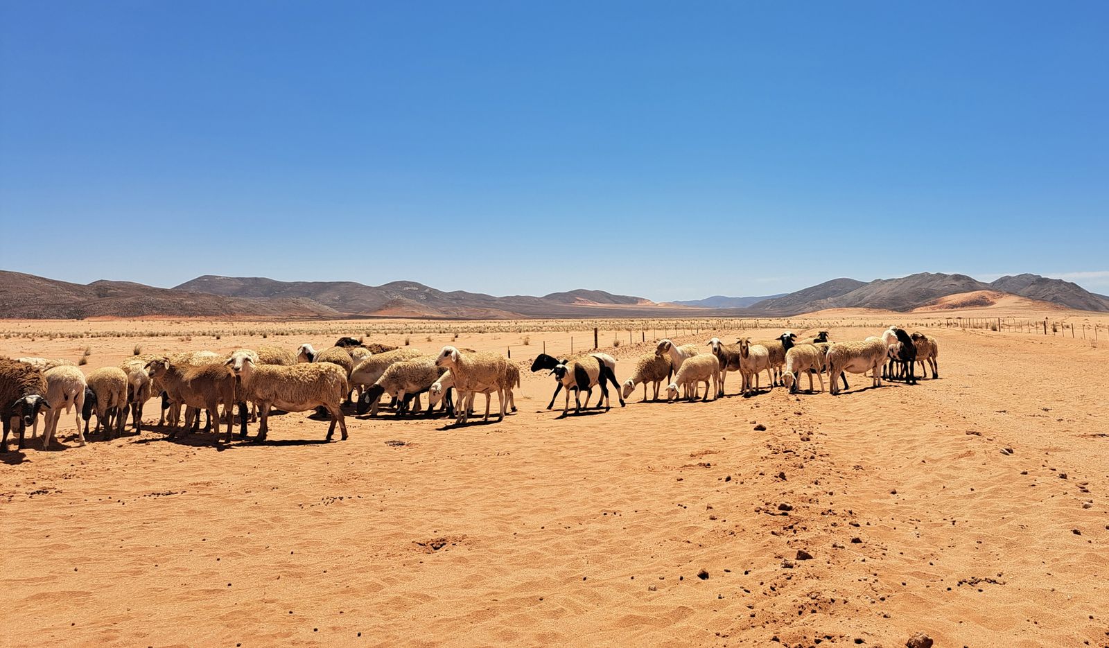 Karoo Dust Bowl (Part I): Here come the dunes