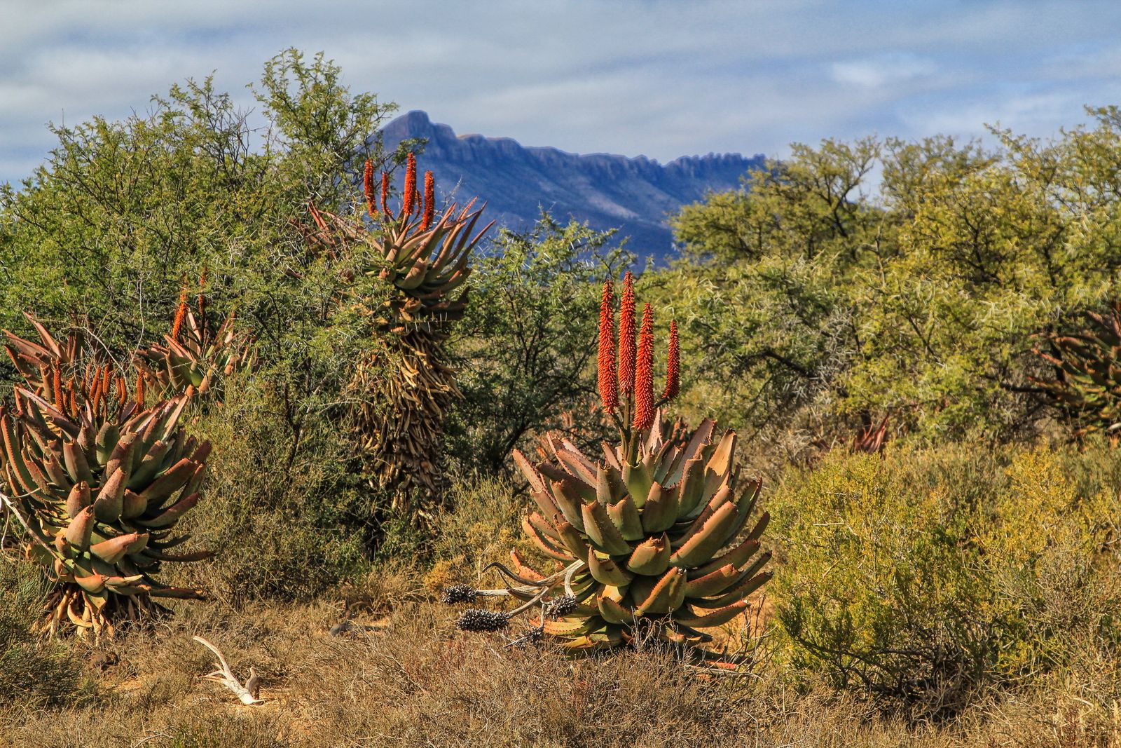 Aloe ferox — the Karoo’s winter soldiers