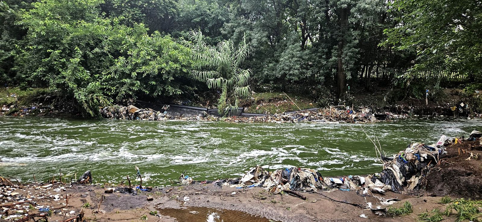 Tshwane's Hennops River turns green: algal blooms signal a growing ...