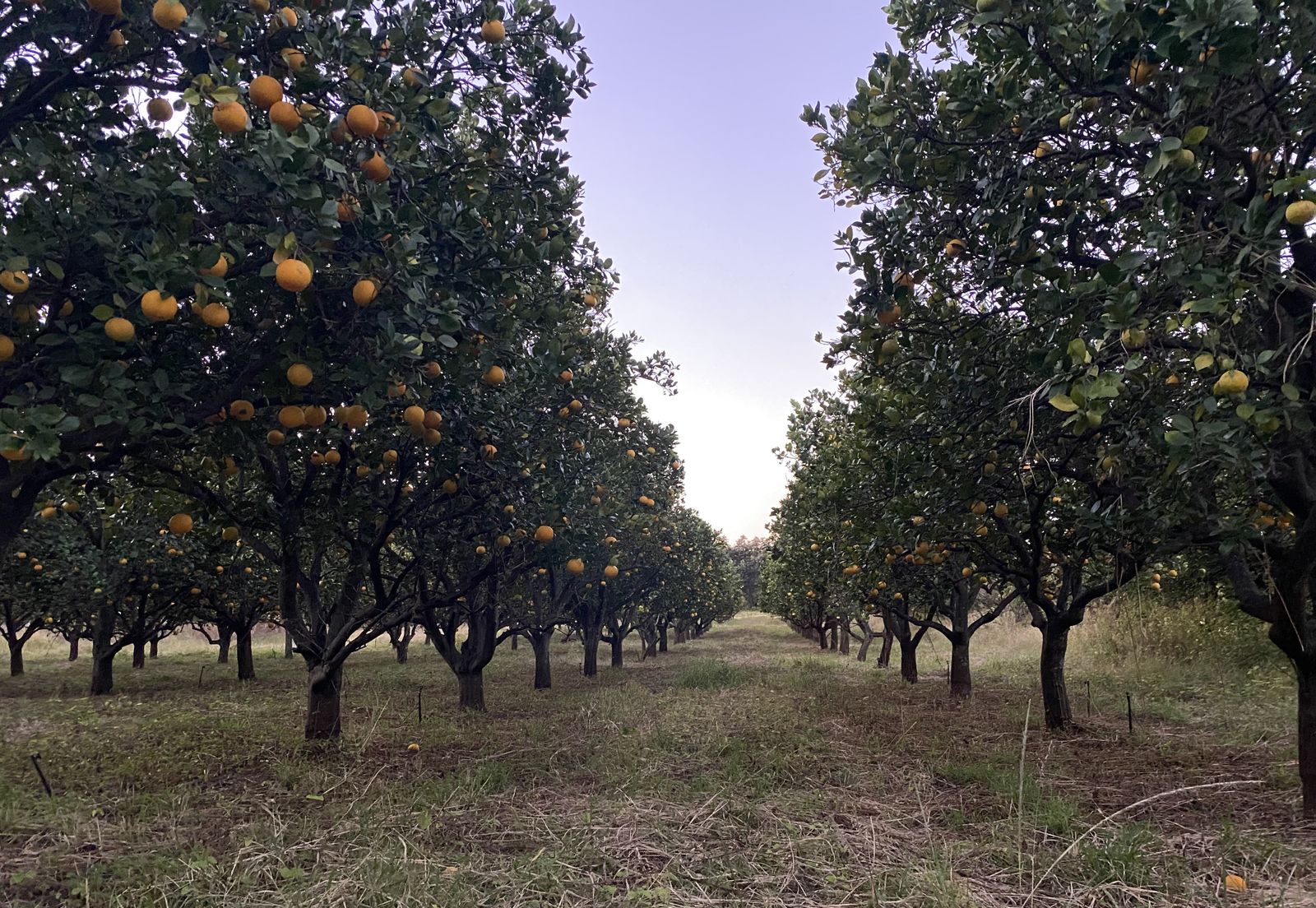 A fruitful union of old citrus groves