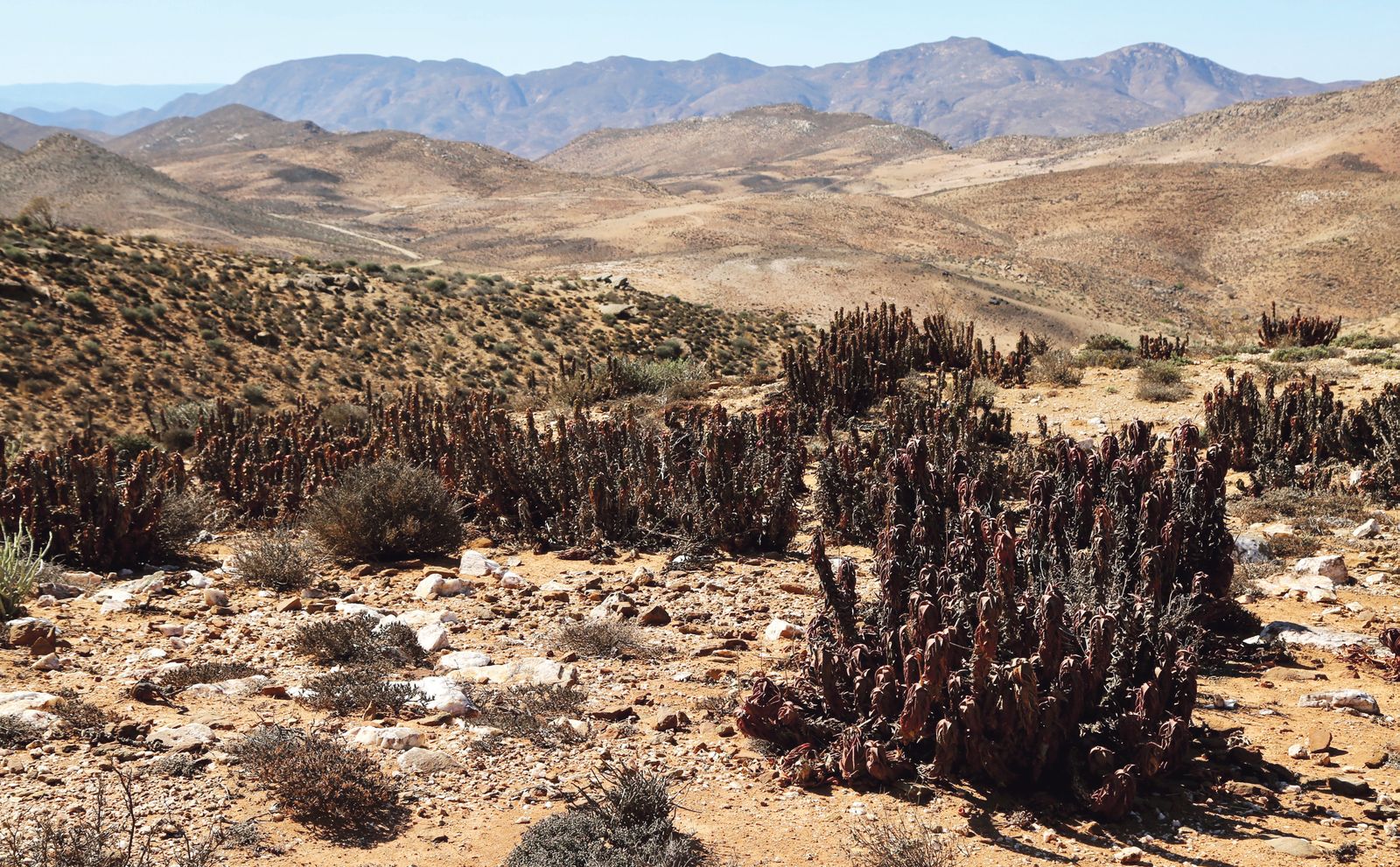 South Africa’s rare plants are being poached to extinction