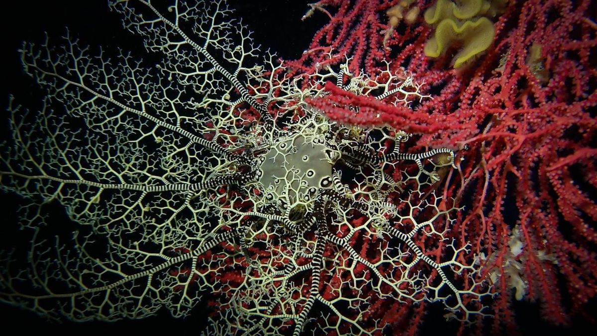 Telling biodiversity’s story: 1,001 magnificent seaforest species