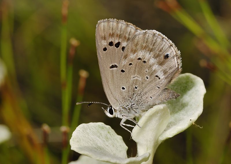 Brenton blue butterfly likely extinct — fire destroys decades of ...