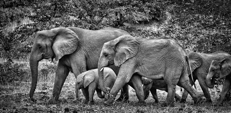 Wild elephants give names to those they talk to, study finds