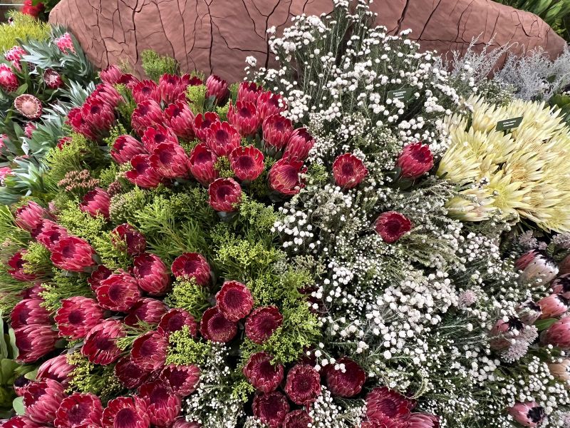 Proteas bloom again at the Chelsea Flower Show