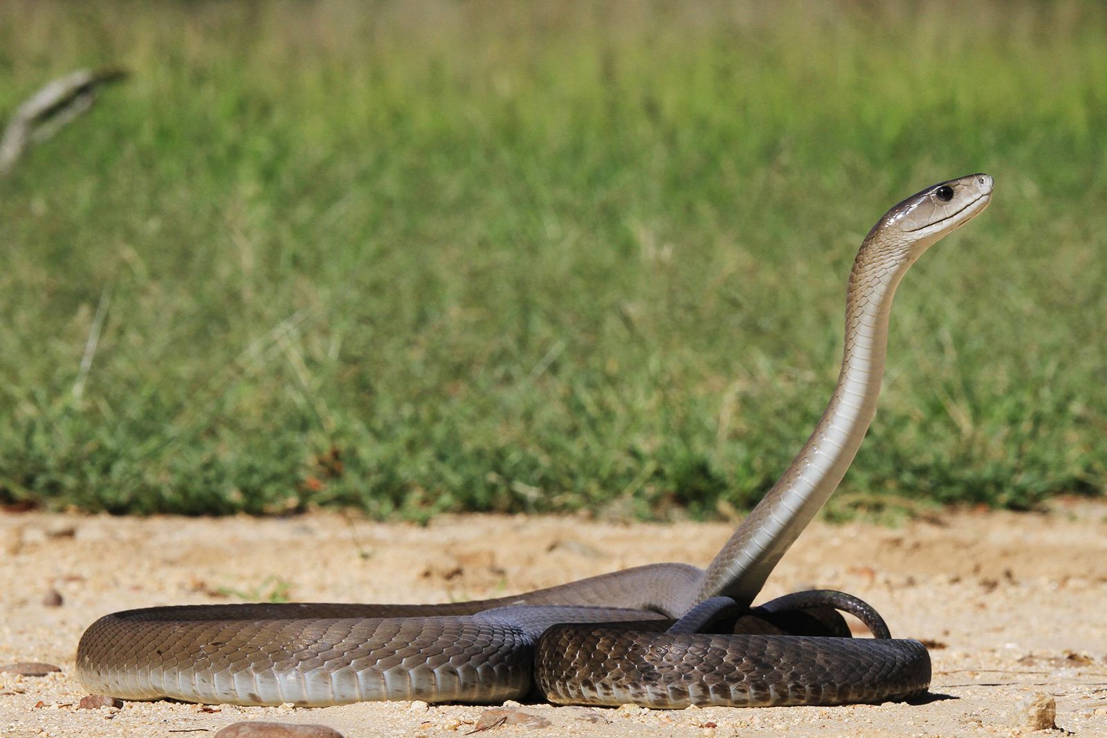 Black mambas could help to protect us by ringing pollution alarm bells