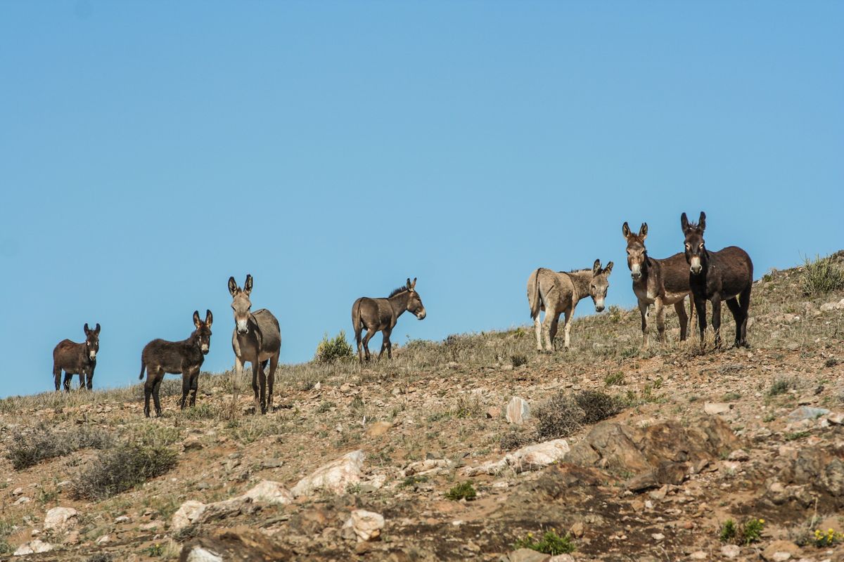 Brilliant beasts and Super Ostriches — the domestic animals that shaped ...