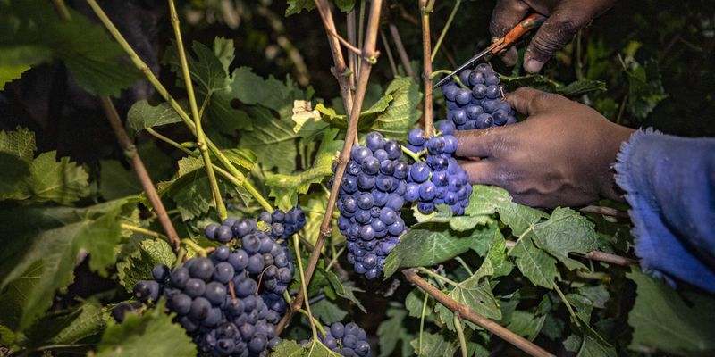 SA farm exports to US rise 19% in Q1, despite frosty diplomacy